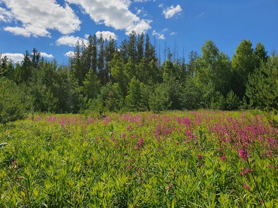 Коттеджный посёлок «Forest Hill» в Республике Татарстан - цены, фото ...
